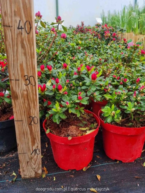 Azalia Japońska GEISHA RED 'KAZUKO' REALNE ZDJĘCIA - doogrodu.com.pl